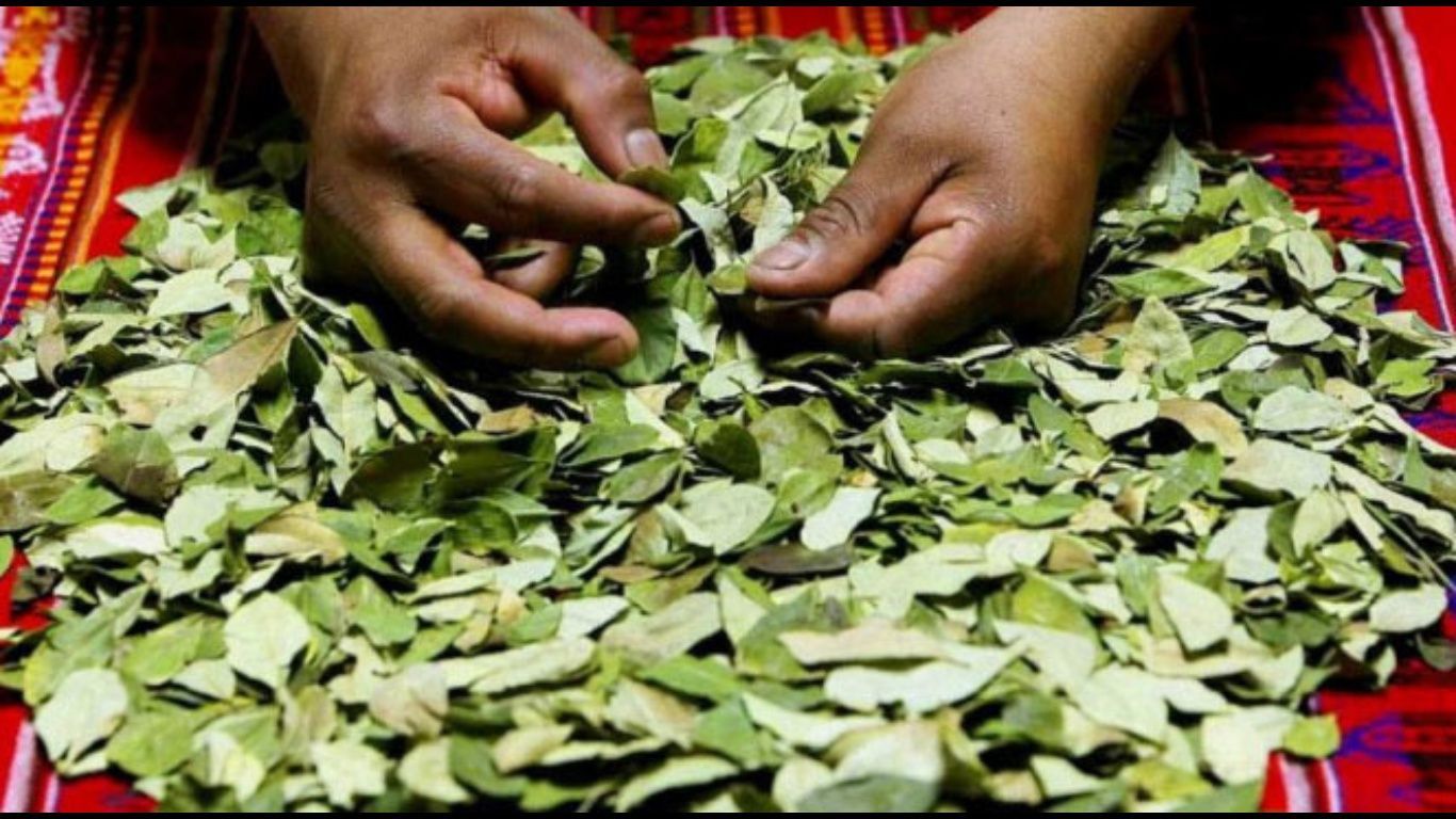 coca bolivia | La Época - Con sentido del momento histórico