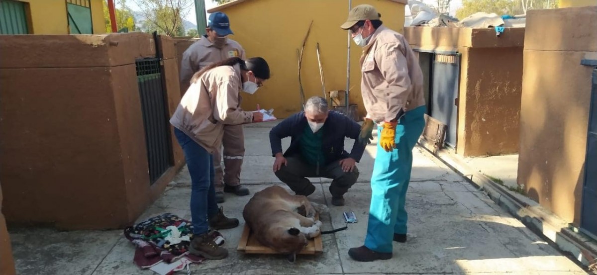 Puma | La Época - Con sentido del momento histórico